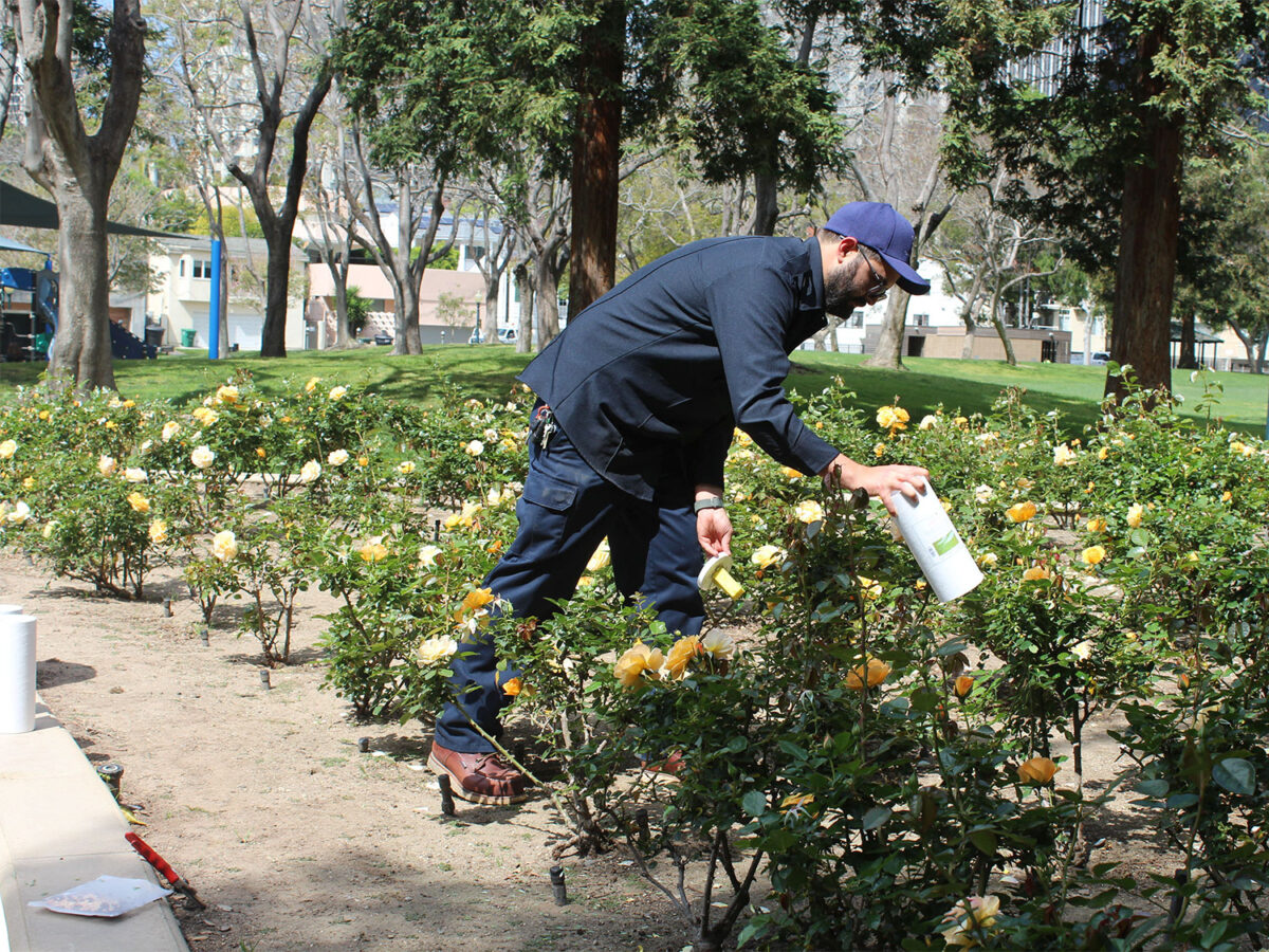 Celebrating Beverly Hills’ Long Roots as Tree City USA - Beverly Hills ...