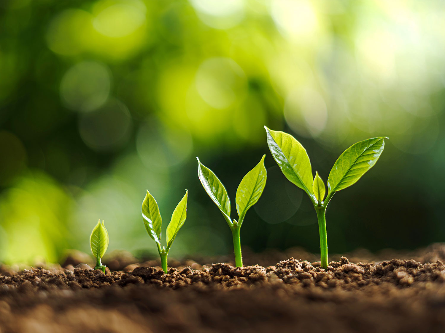 Cultivating a Growth Mindset for 2026 - Beverly Hills Courier